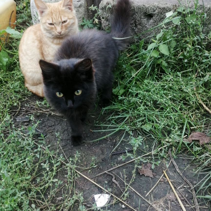 Котята девочки 3.5 мес в добрые руки бесплатно