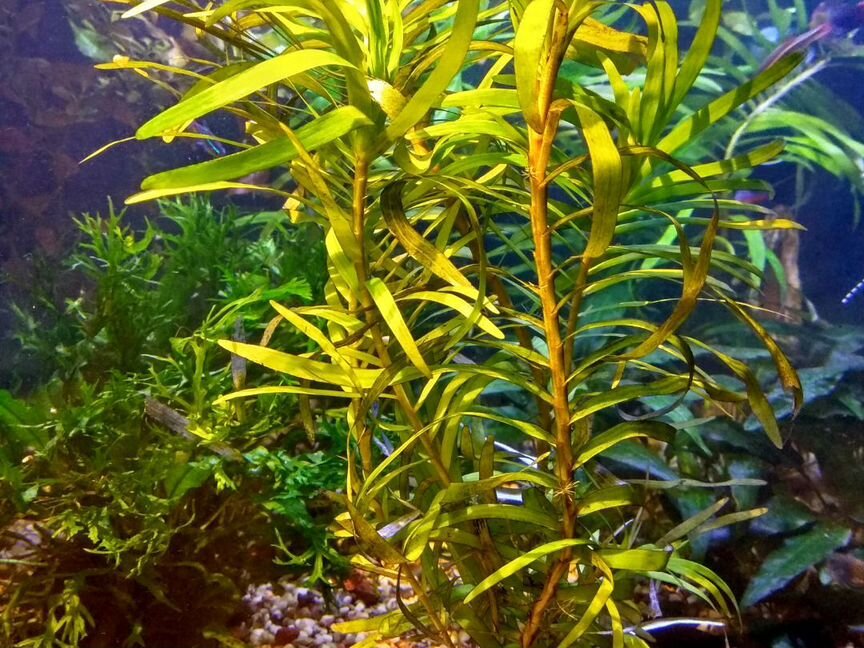 Аквариумные растения прополка