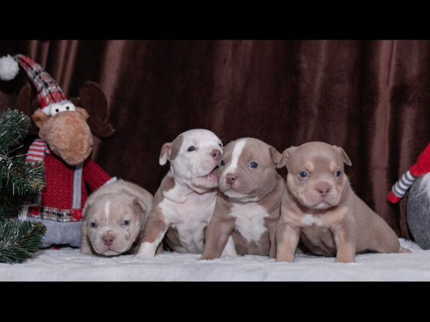 Щенки Американский Булли