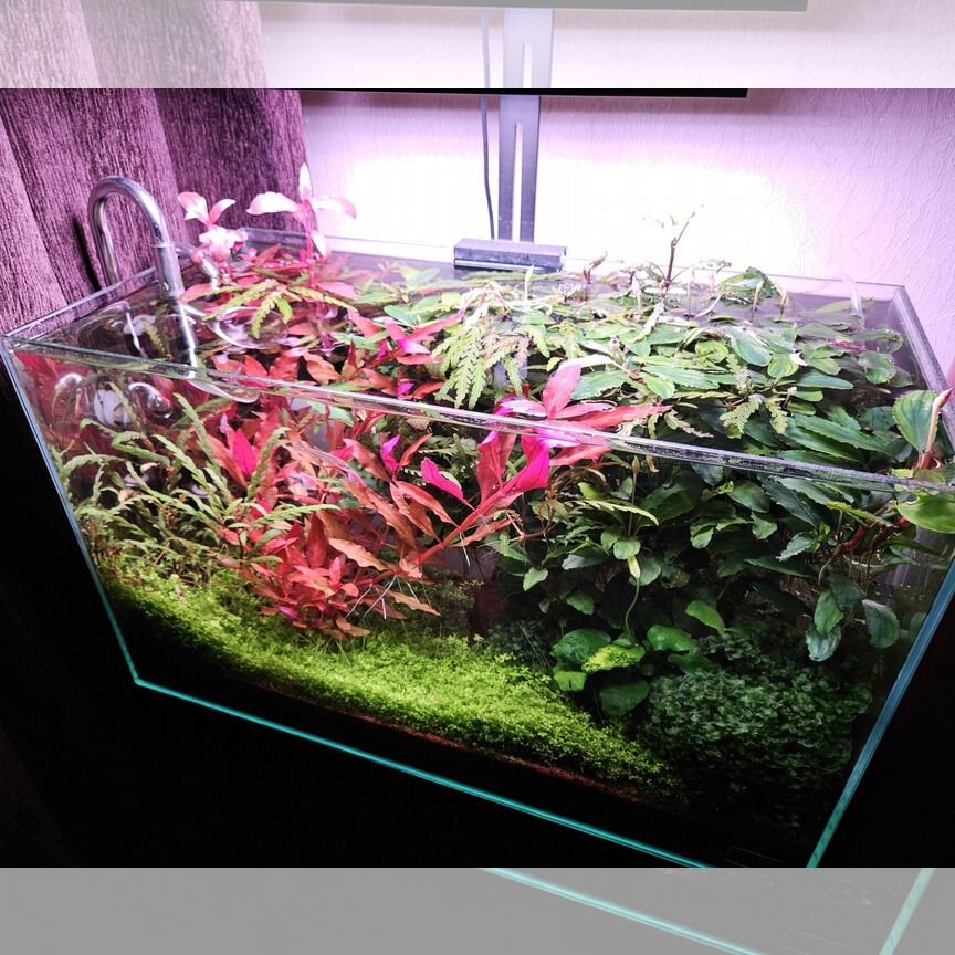 Альтернатера, Монте-Карло