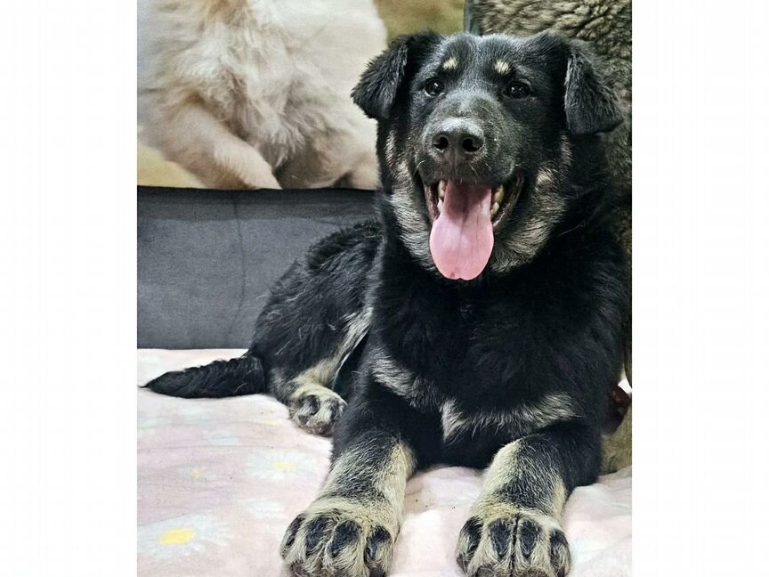 Щенок крупная девочка 5 месяцев