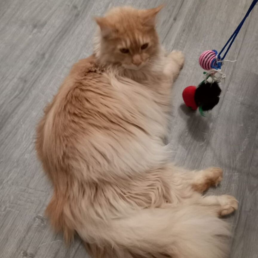 Кошка мейн-кун бесплатно