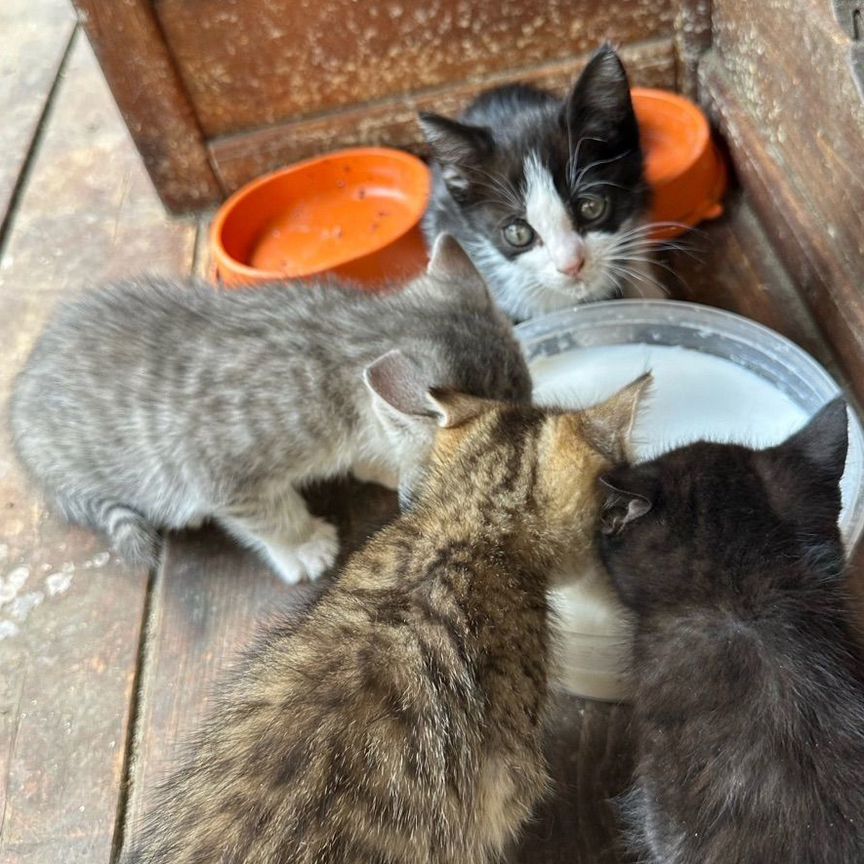 Котёнок в добрые руки