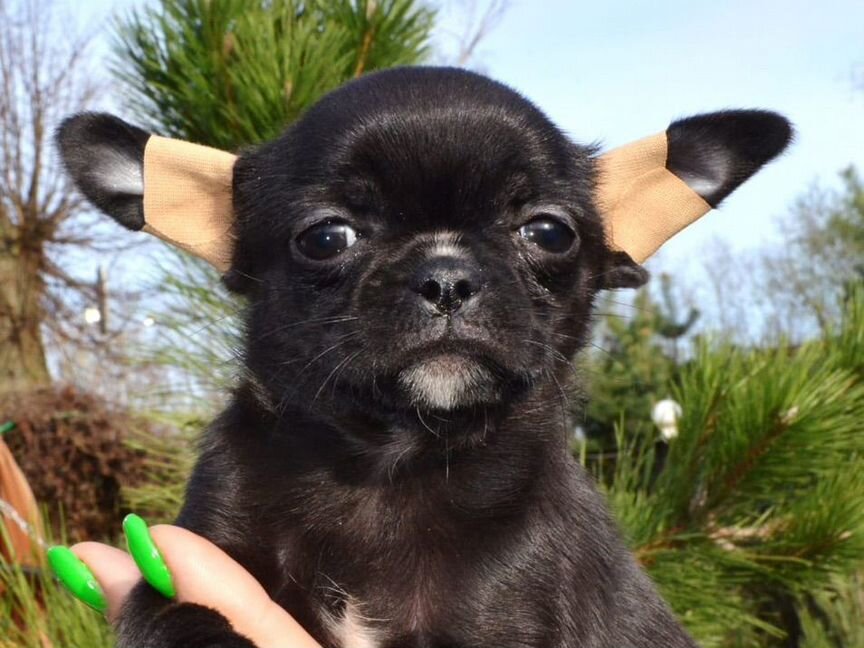 Милашка девочка чихуахуа