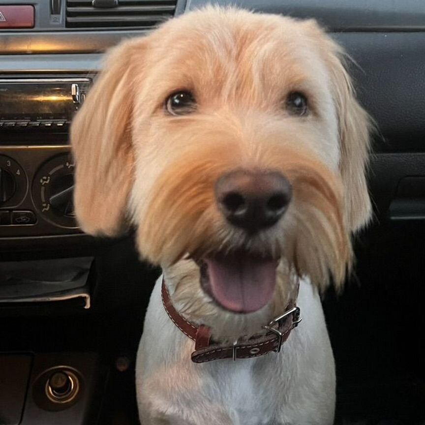 Щенок от частного владельца