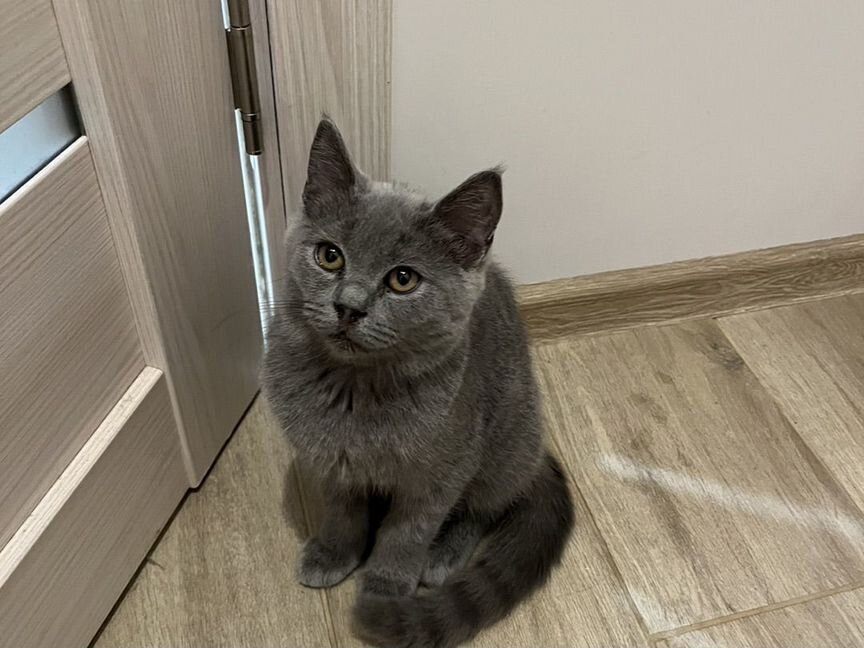 Отдам котёнка британца