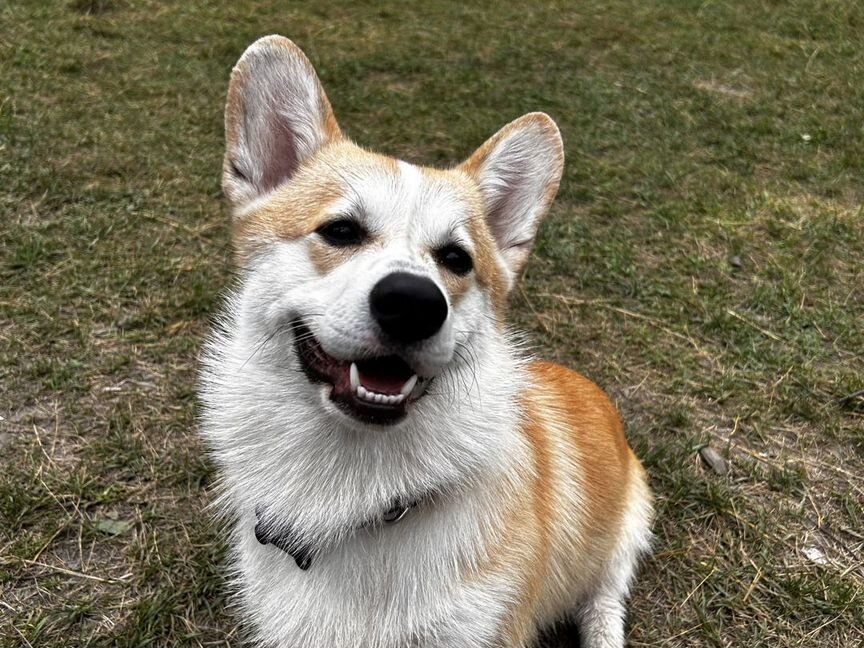 Корги для вязки