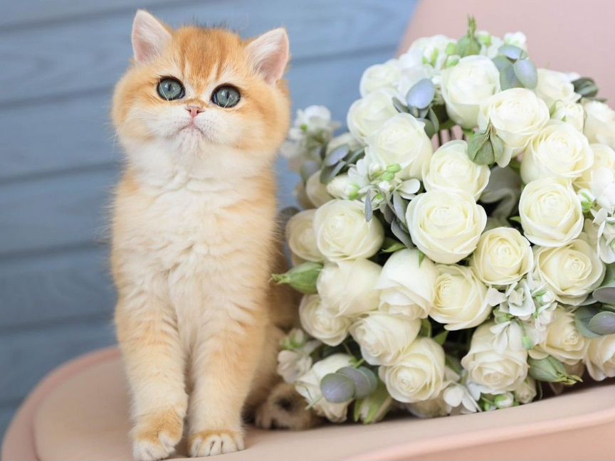 Британская золотая шиншилла