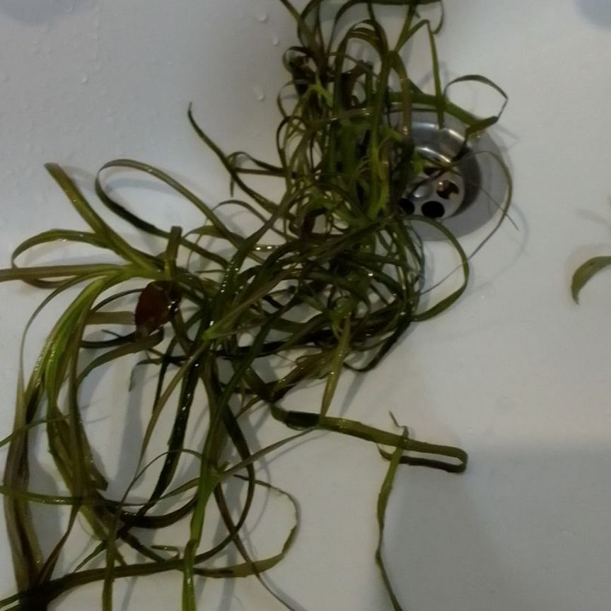 Аквариумное растение водресли