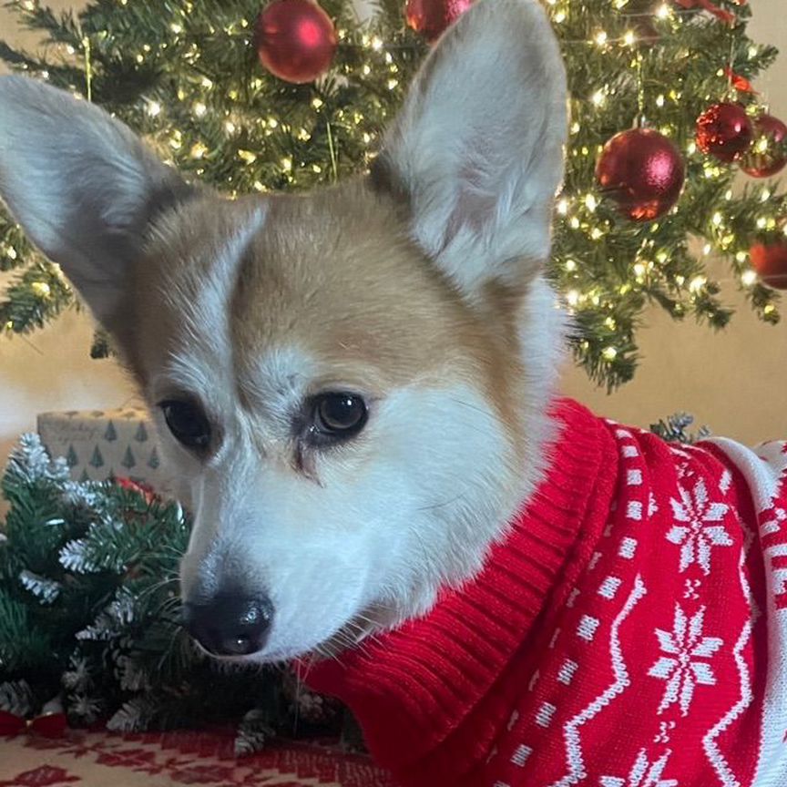 Одежда для собак