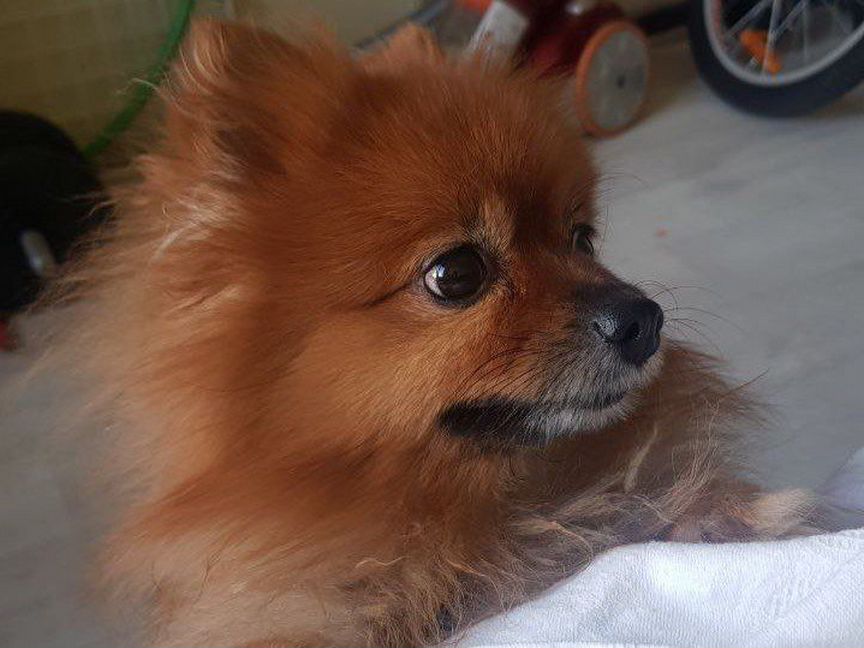 Померанский шпиц