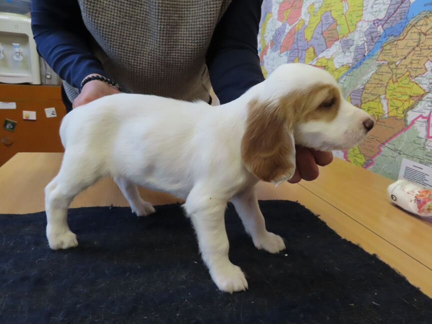 Русский охотничий спаниель