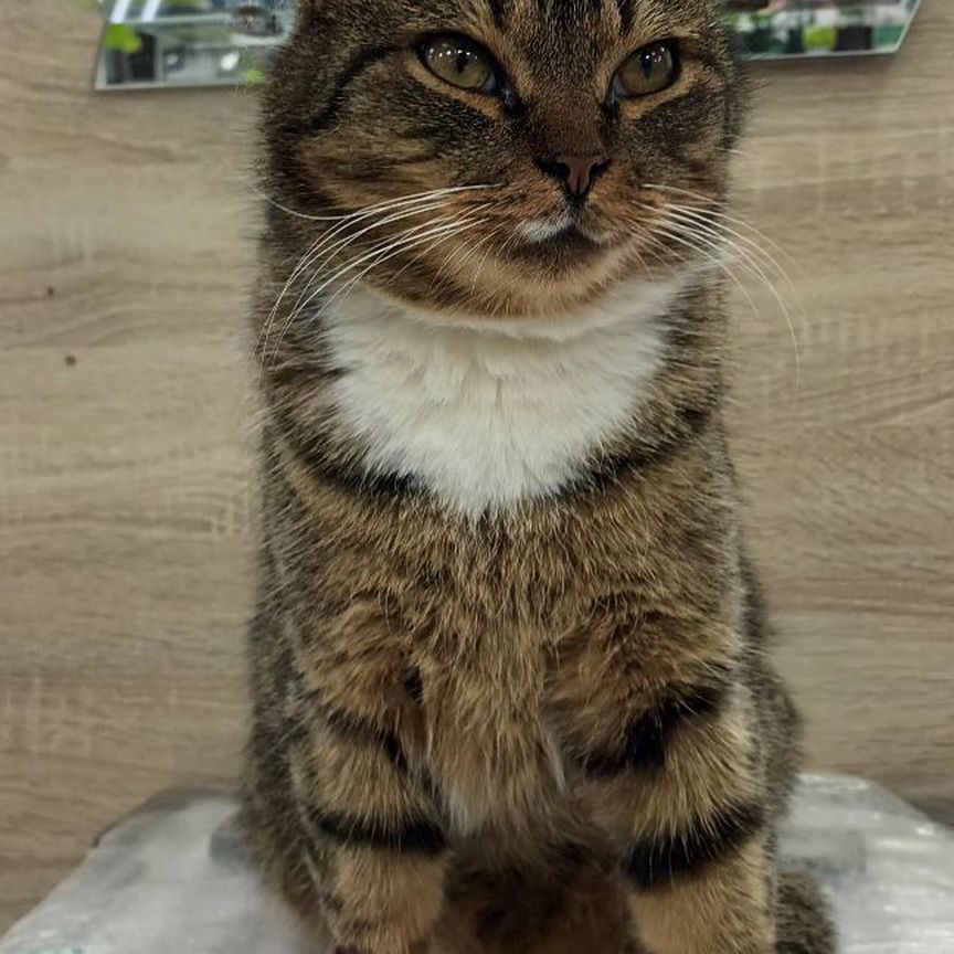 Кот ищет дом