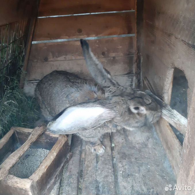 Кролики породы ризен