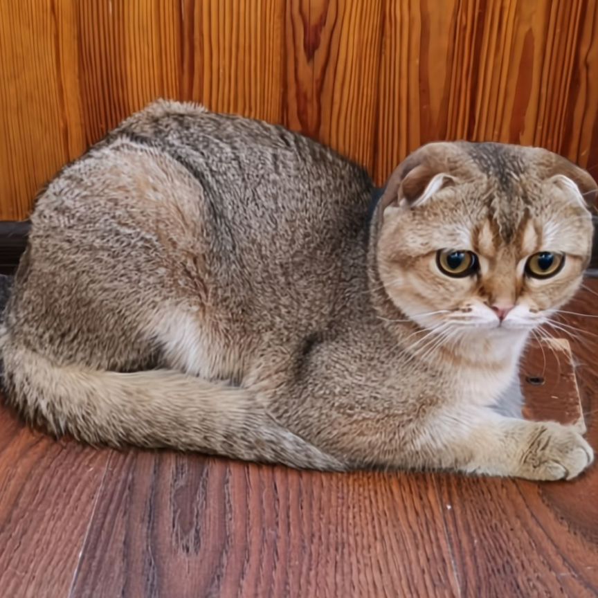 Шотландский вислоухий короткошёрстный, взрослый кот