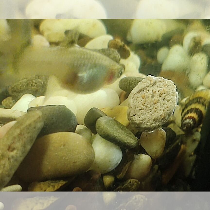 Улитки хелена