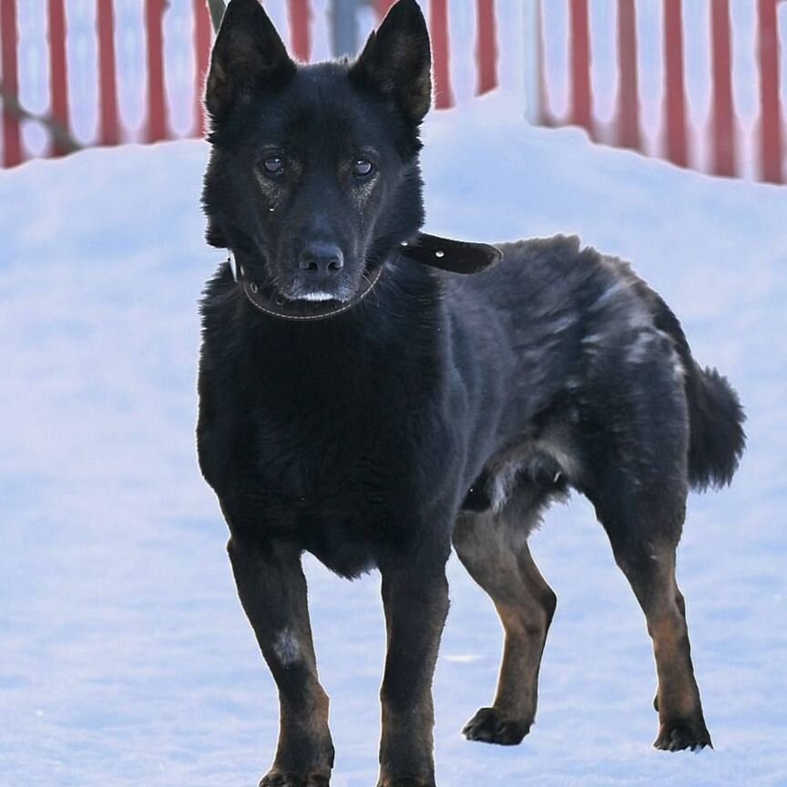 Взрослый пёс в добрые руки