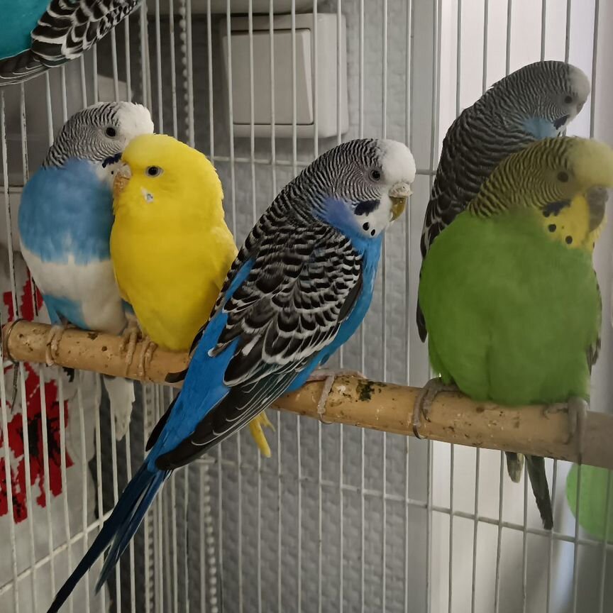 Волнистые попугайчики