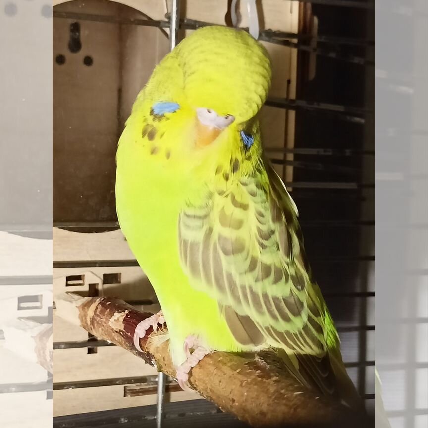 Птенцы ввп чех