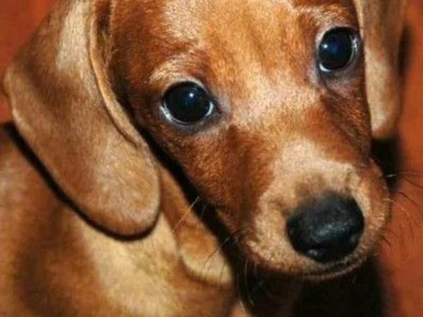 Ушастая девчуля