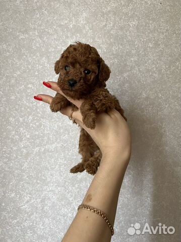 Той пудель девочка Red Brown premium baby