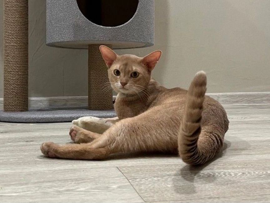 Абиссинская кошка бесплатно