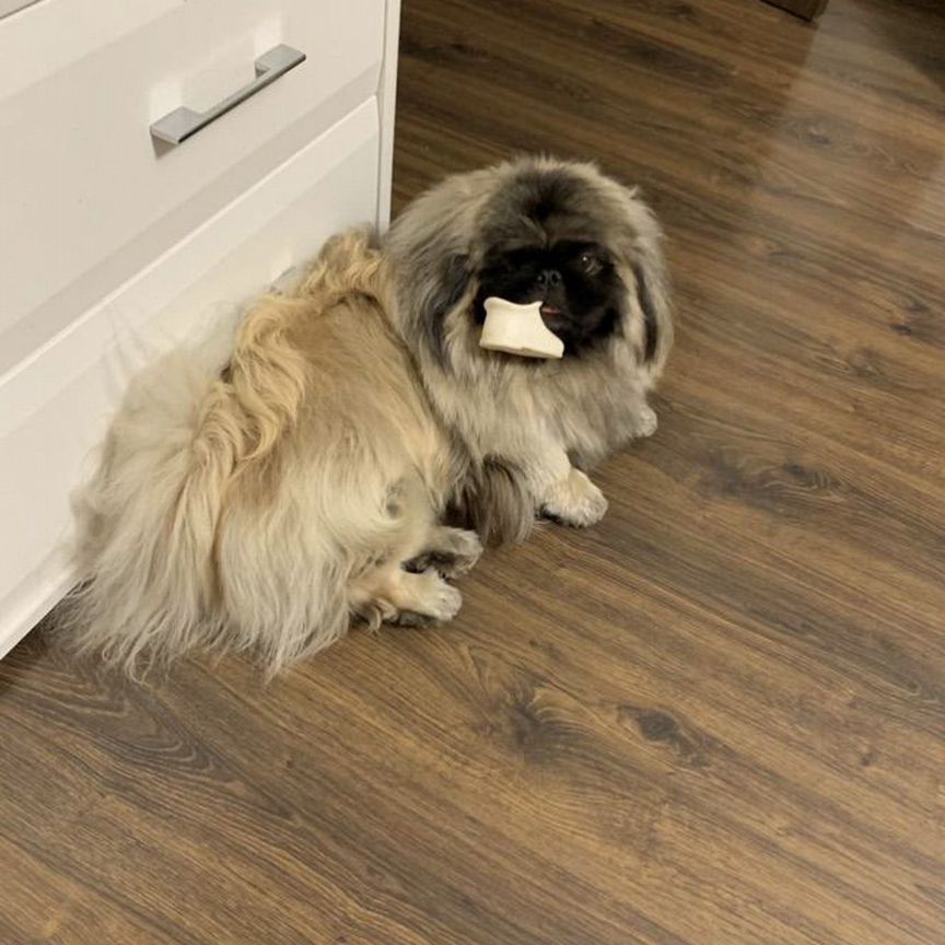 Королевский пекинес