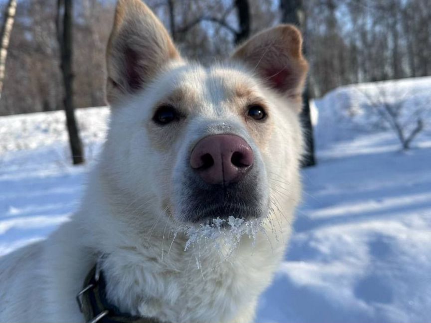 Белоснежка Айс ищет дом