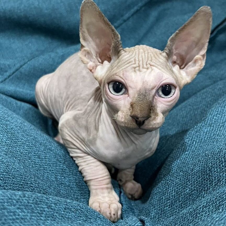 Котята сфинкс