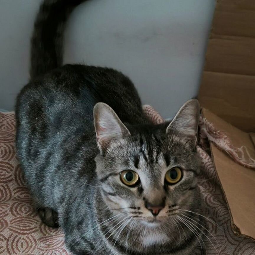 Красотка полосатенькая с тонкой душой ласкуша