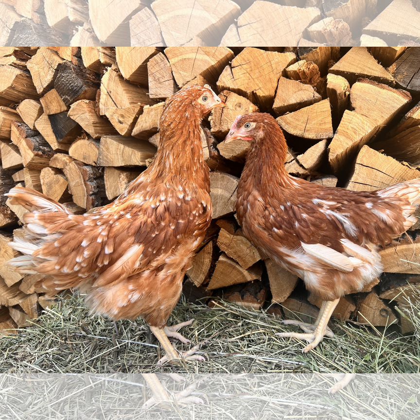 Куры несушки молодки с й доставкой