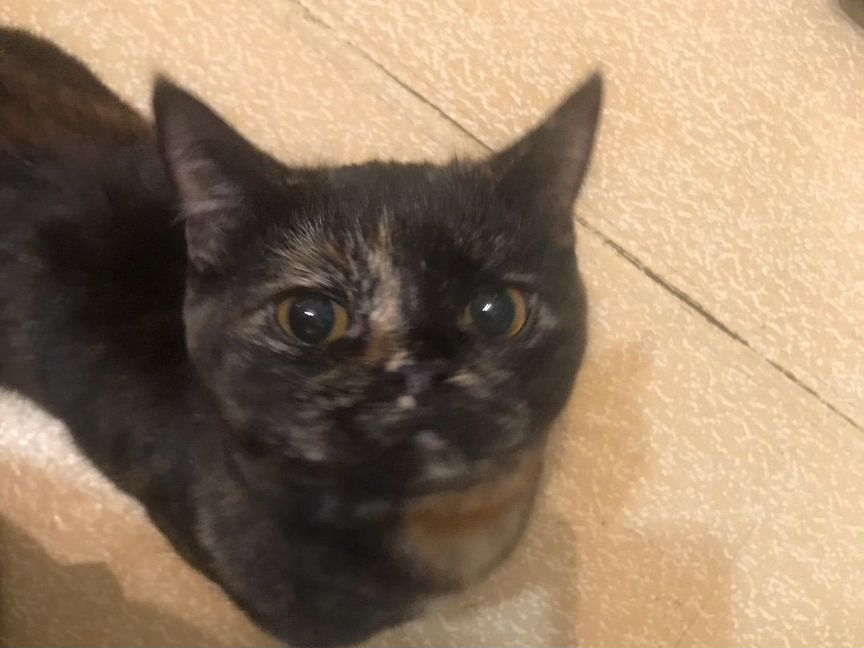 Шотландская кошка вязка