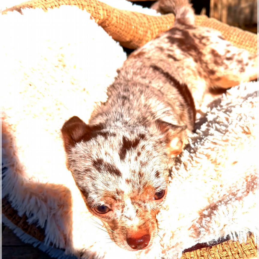 Чихуахуа, щенок