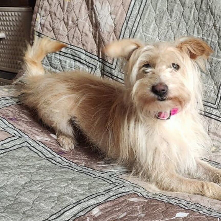 Маленький песик Кузя 3 года ищет дом