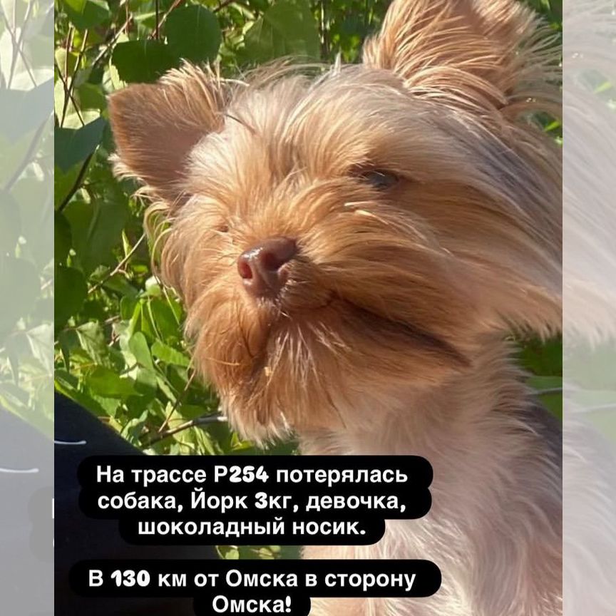 Йоркширский терьер, взрослая собака