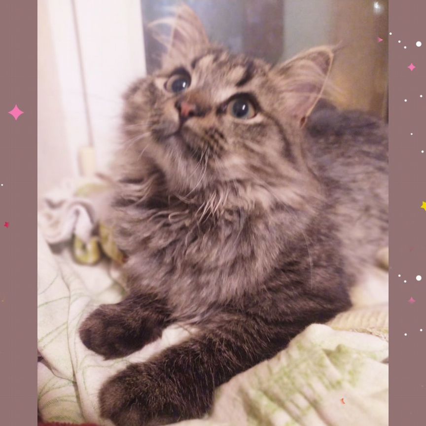 Котенок Гуччи, 8 мес, доставка