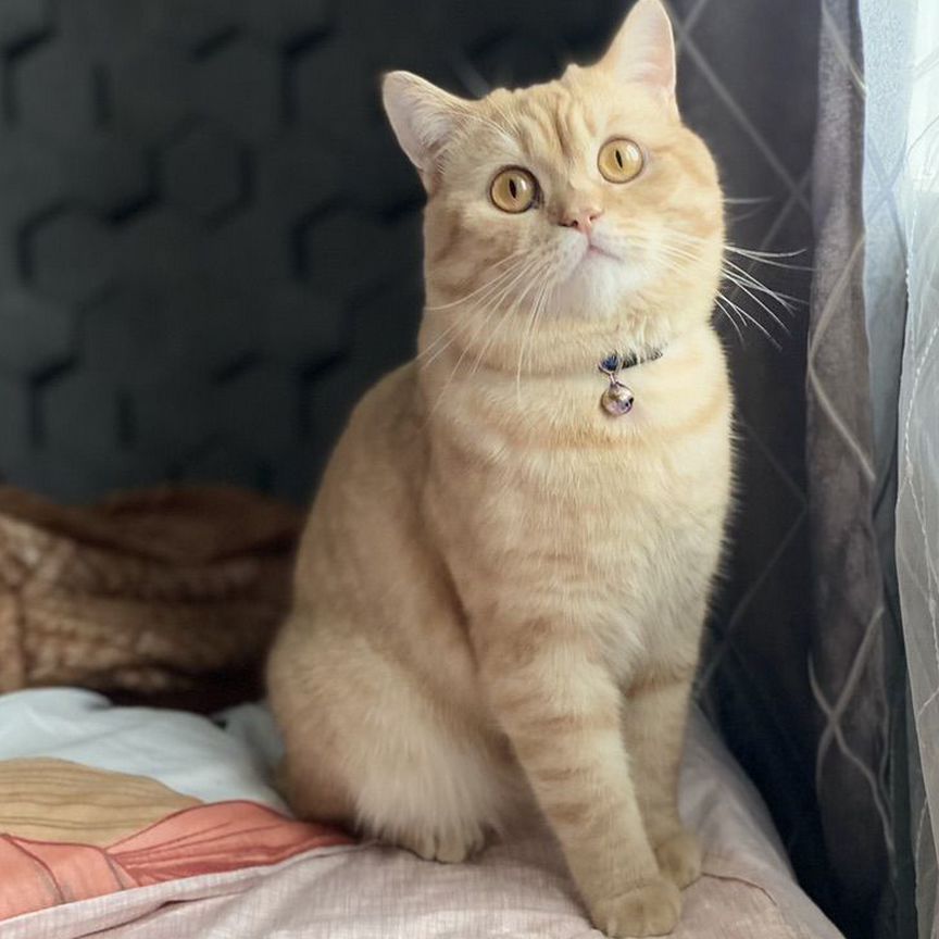 Британский короткошёрстный кот, взрослый