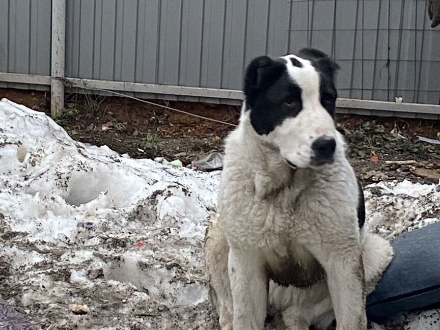 Среднеазиатская овчарка алабай