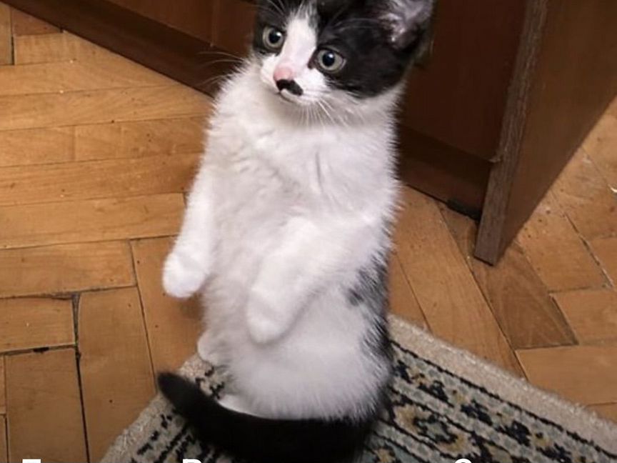 Маленьким котятам срочно нужен дои