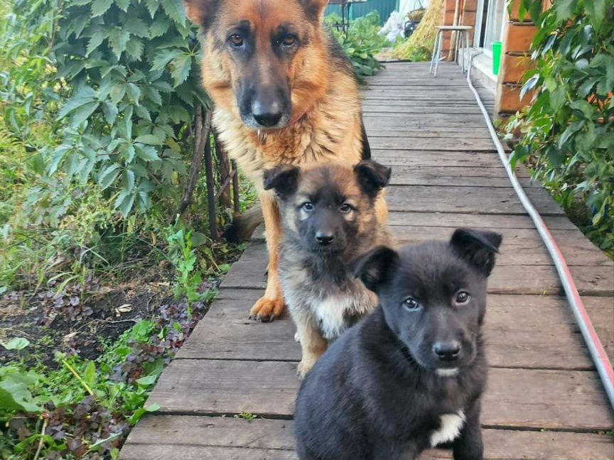 Щенки немецкой овчарки (метисы)