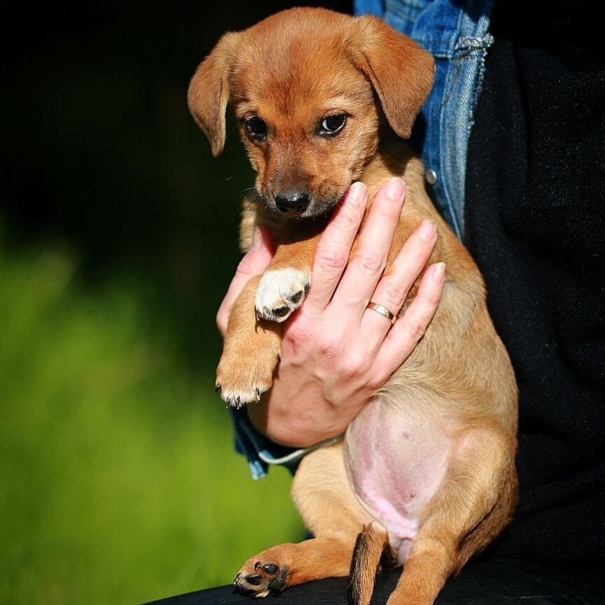 Полюшка ждет свою семью в приюте