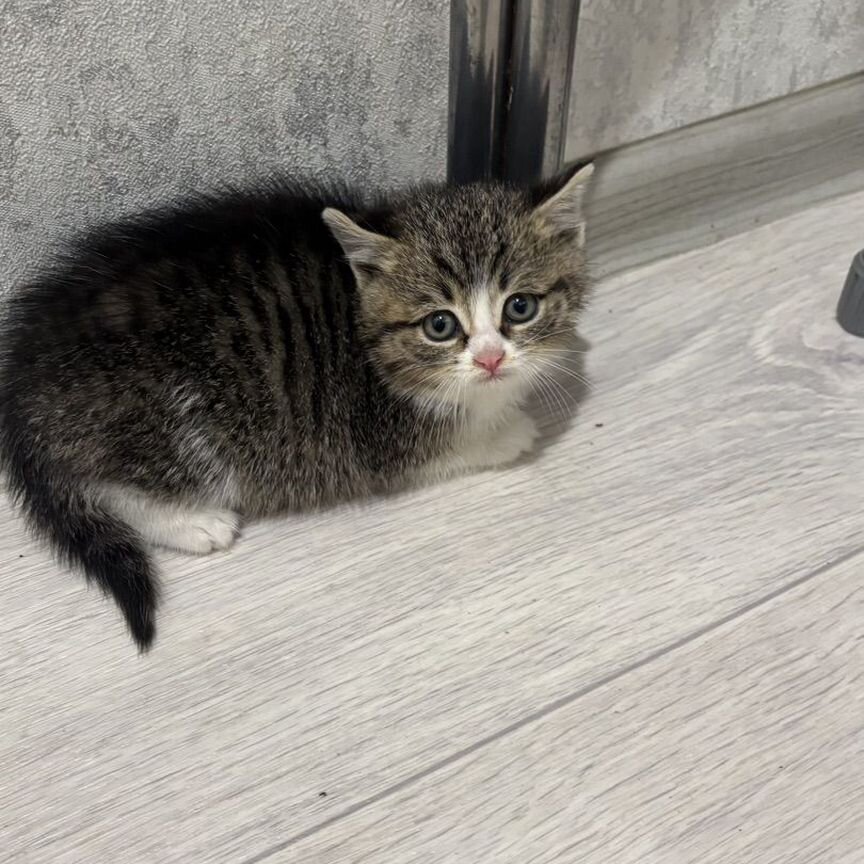 Котята
