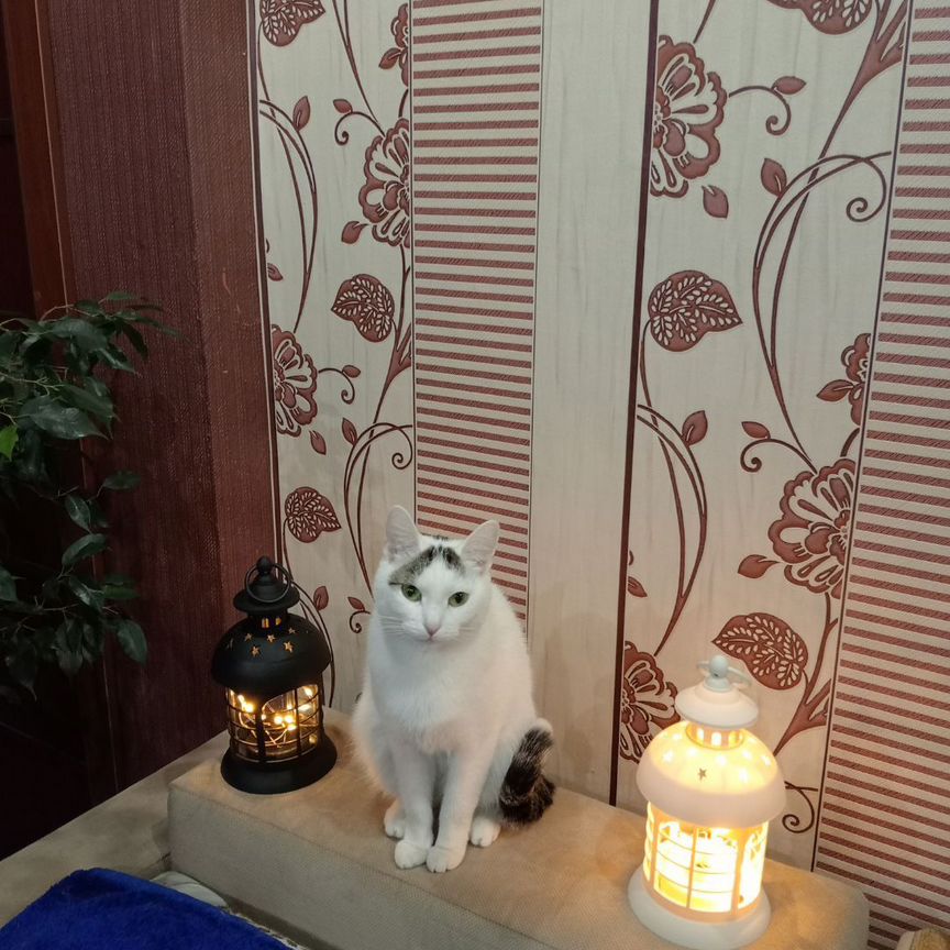 Нужен кот для вязки