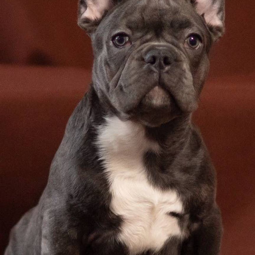 Французский бульдог