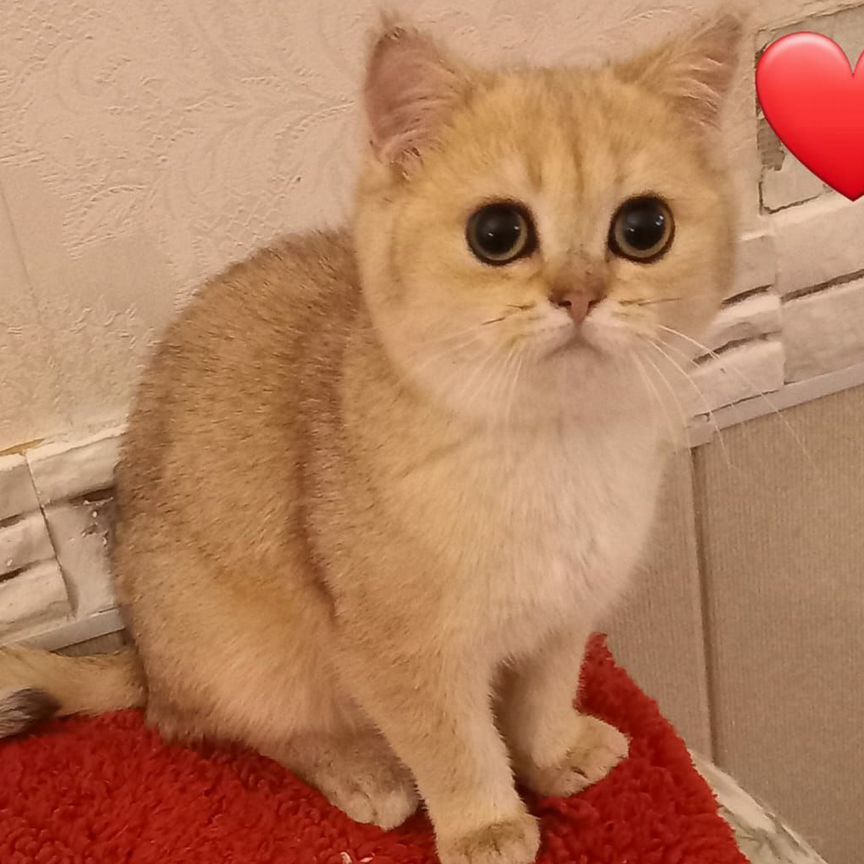 Британский короткошёрстный котёнок