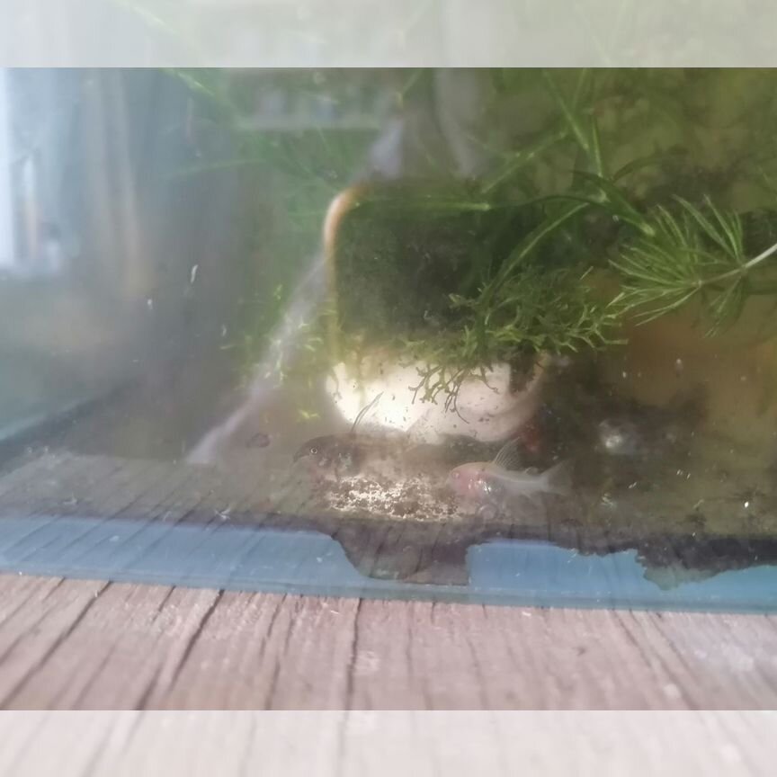 Коридорасы крапчатые и альбиносы