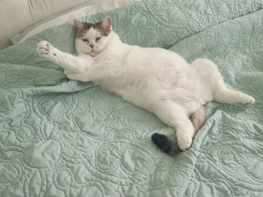 Кошка шотландская в дар