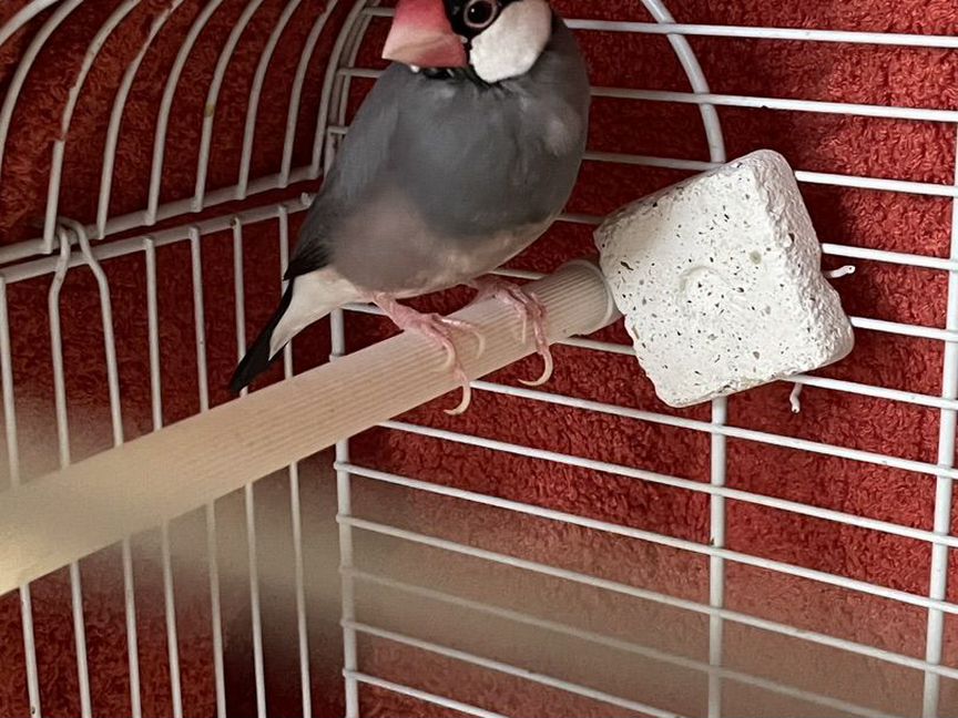 Рисовая амадина самец