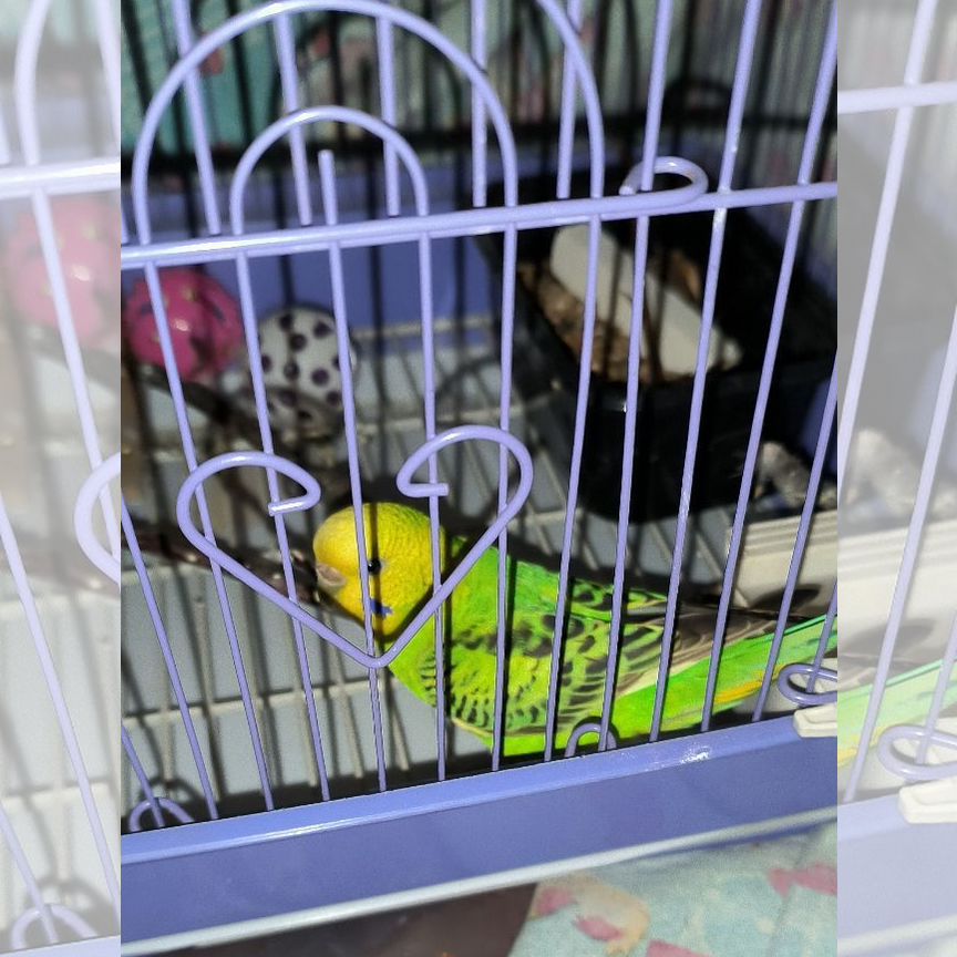 Волнистый попугай с клеткой