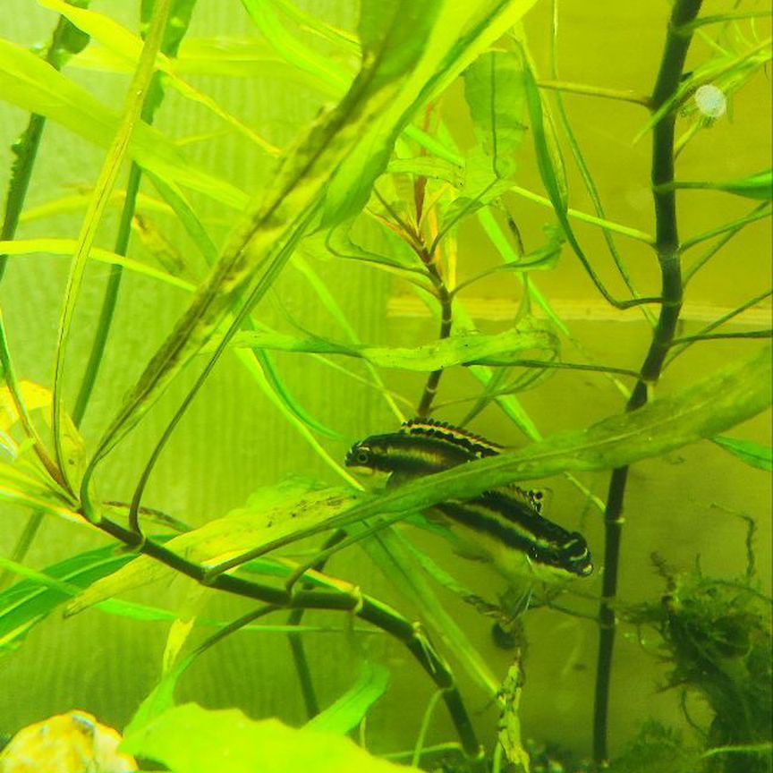 Пельвикахромис пульхера